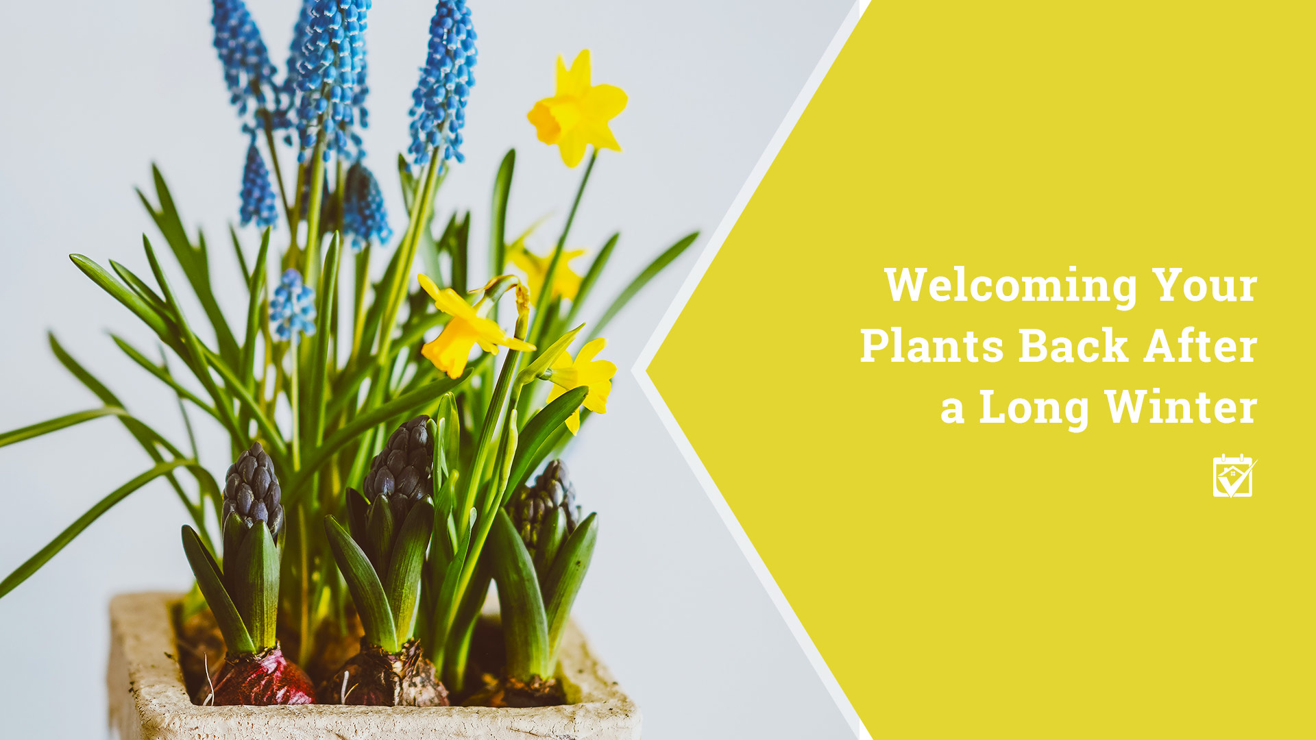 Welcoming Your Plants Back After a Long Winter